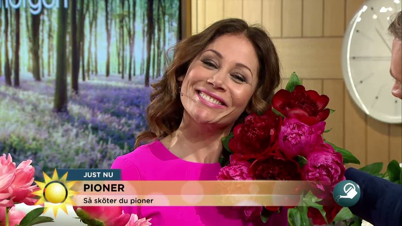 Äntligen säsong för pionen - så sköter du dem