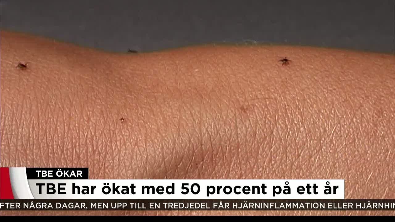 Experten svarar på frågor om TBE: "Så smittar det"