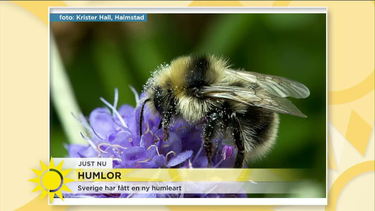 Här är Sveriges nya humla - upptäcktes på Öland
