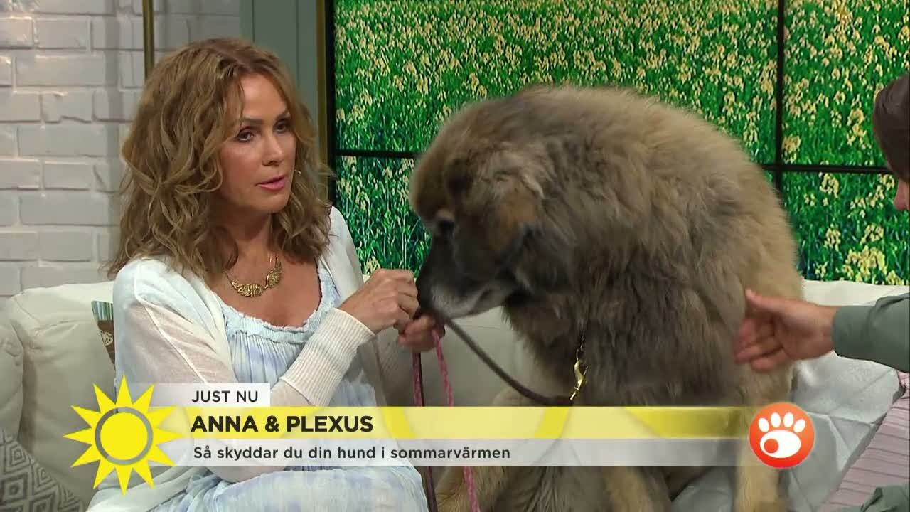 Anna & Plexus tipsar om bra lekar för din hund i sommarvä...