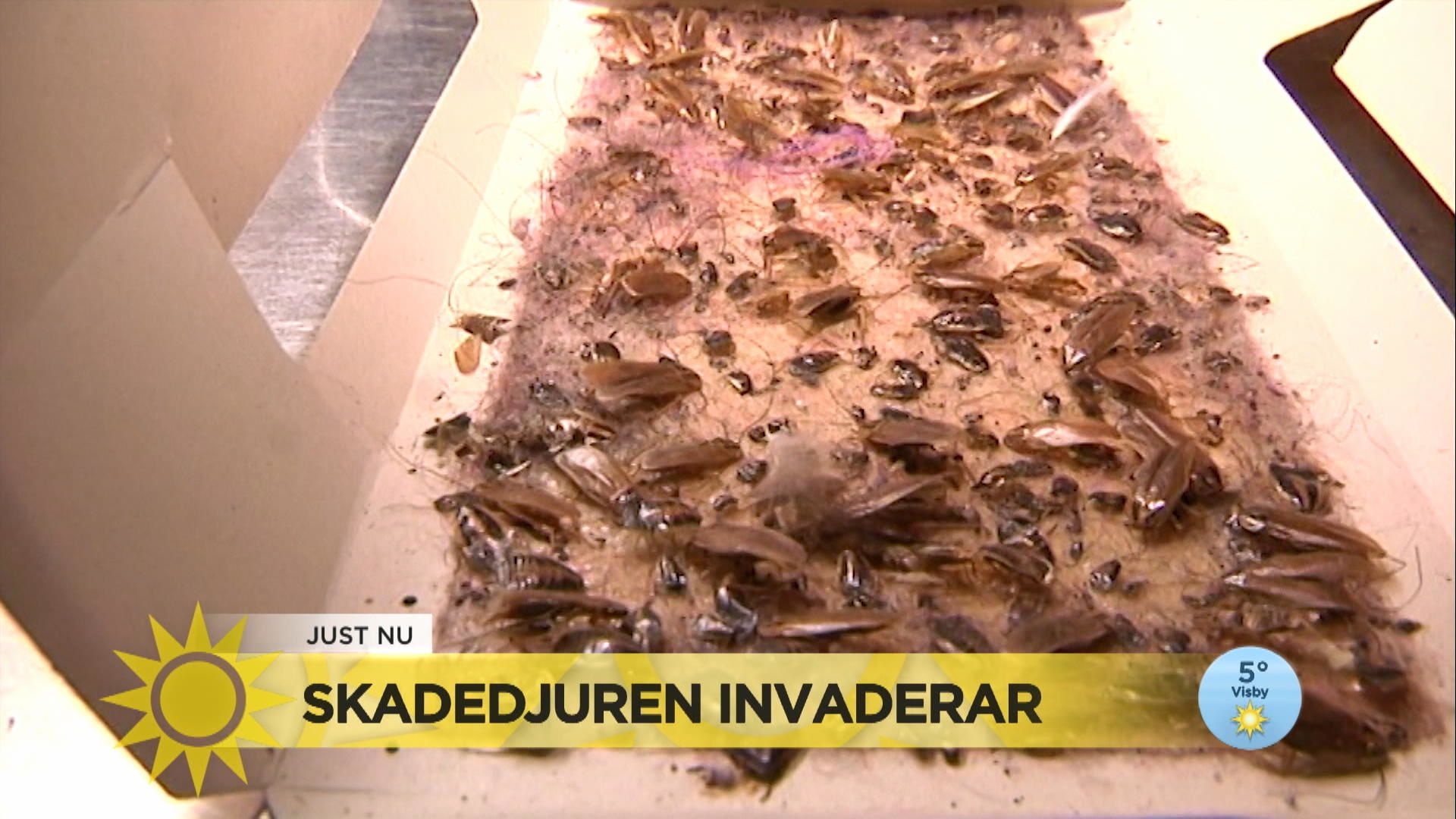 Skadedjur invaderar – ”Explosionsartad ökning av kackerla...