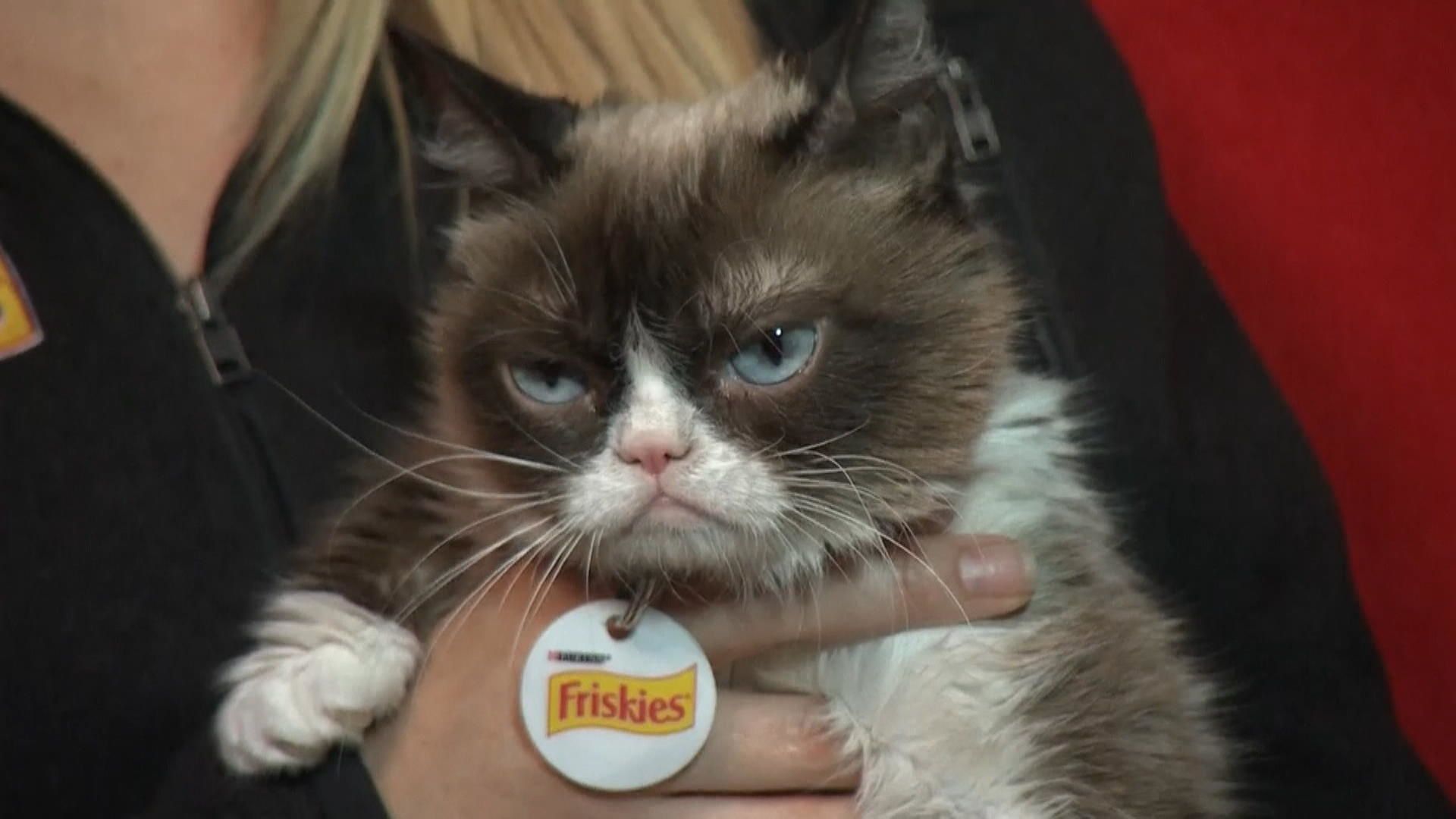 Världens mest kända sura katt – Grumpy cat – är död