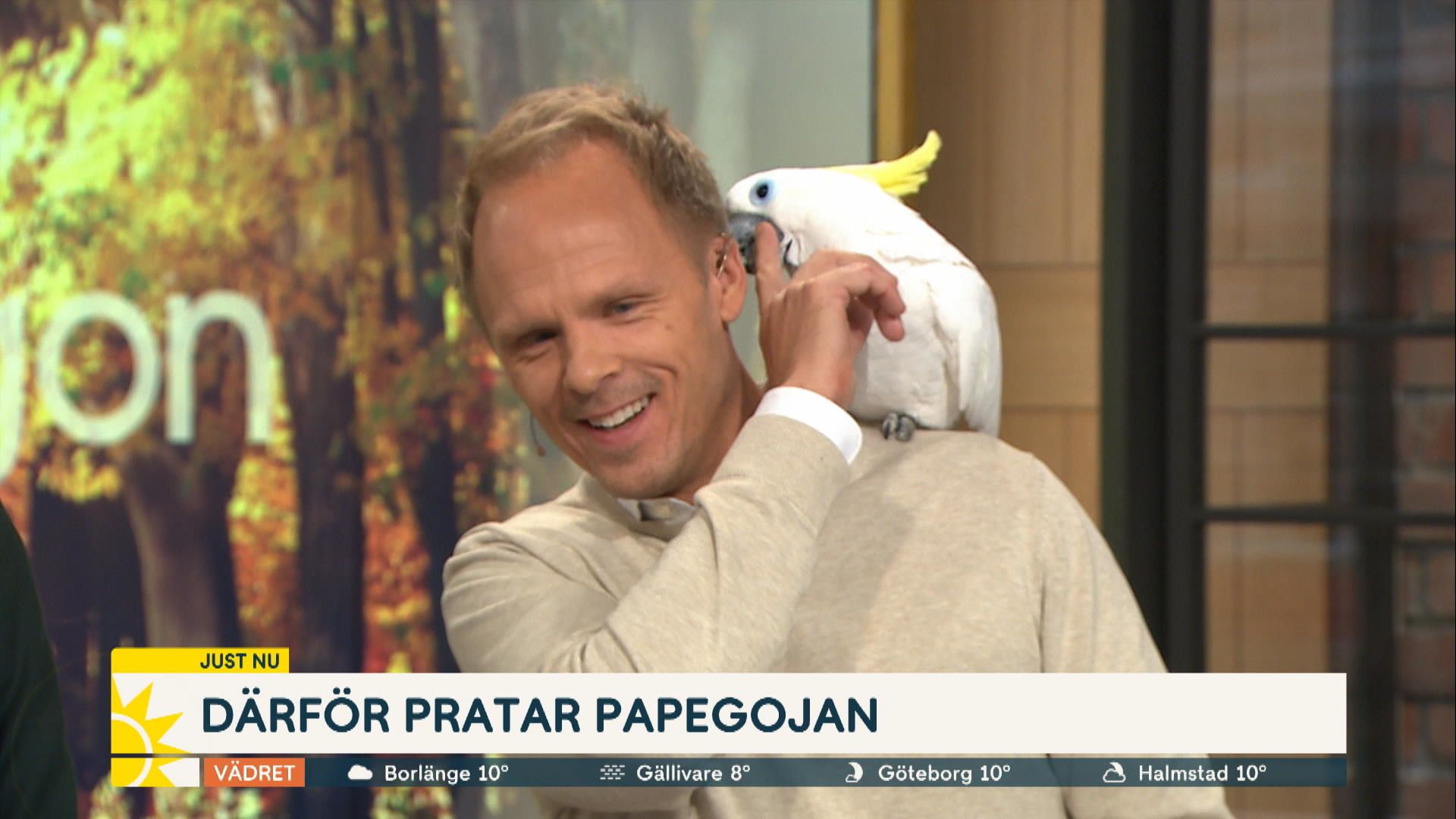 Här hoppar papegojan upp på Johan: "Vad modig du är"