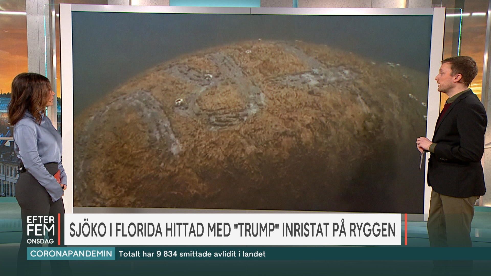 Märkliga djurplågeriet: "Trump" inristat på sjöko