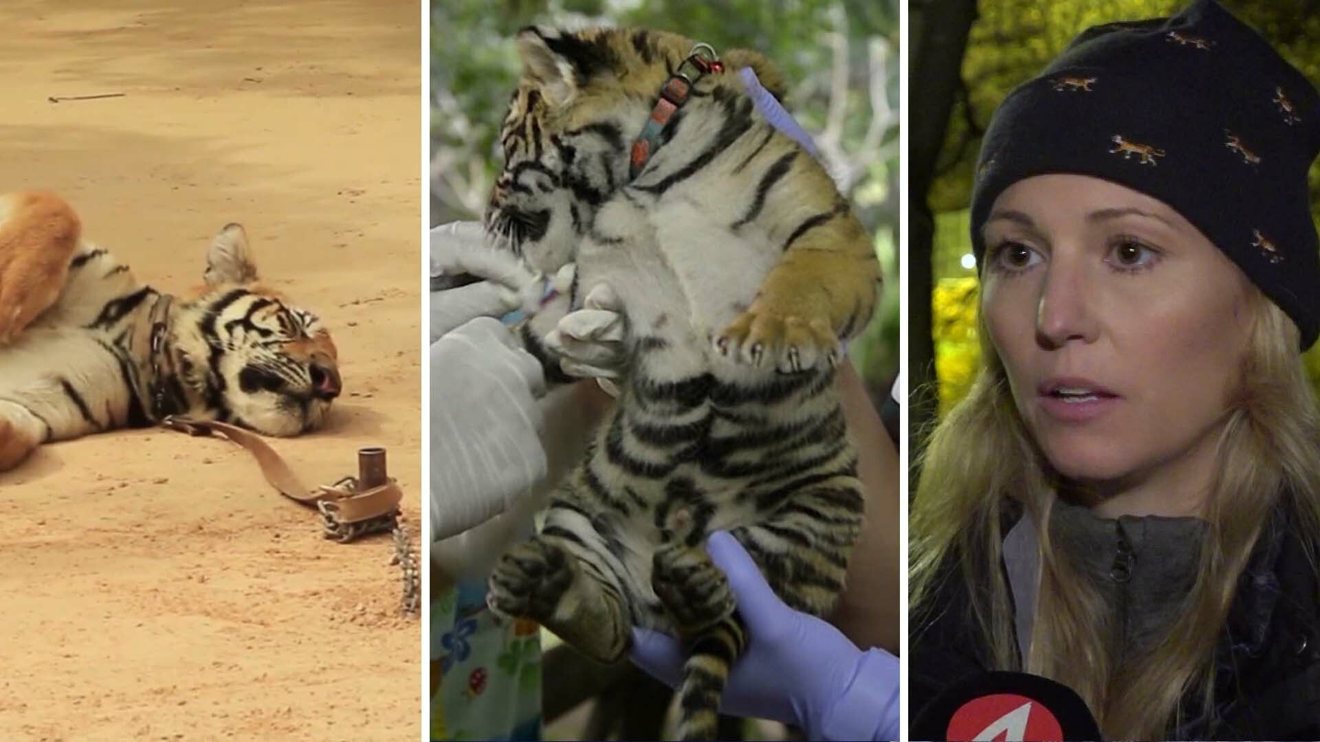 WWF: Stort hot mot tigrarnas överlevnad