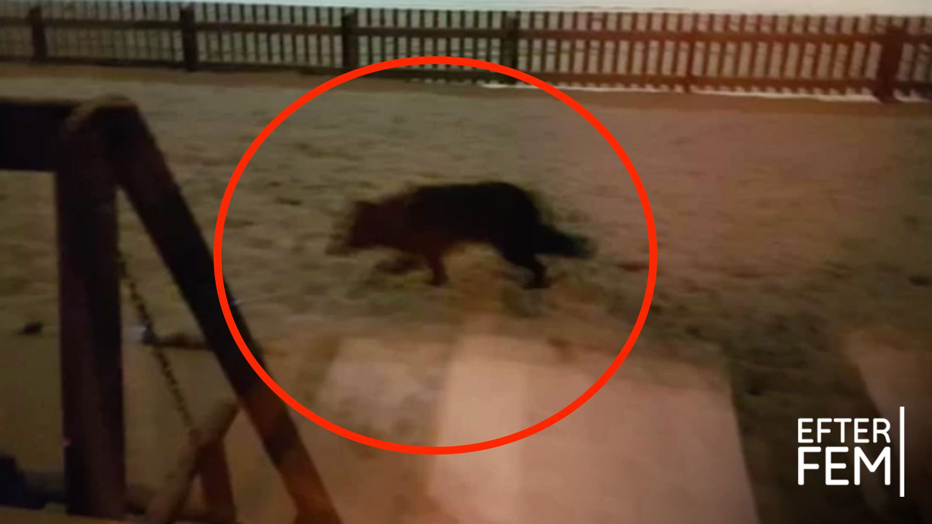 Mysteriet med mystiska djuret i Torshälla löst