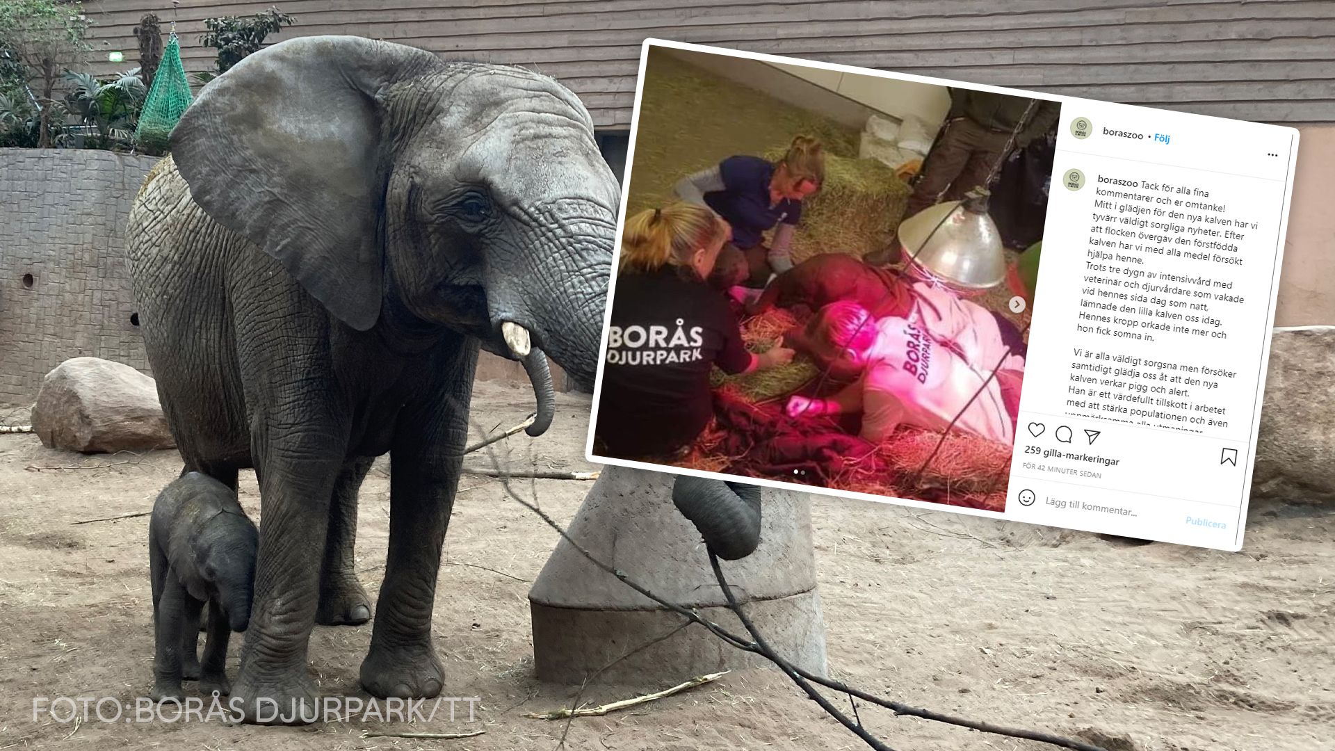 Utstötta elefantungen i Borås död