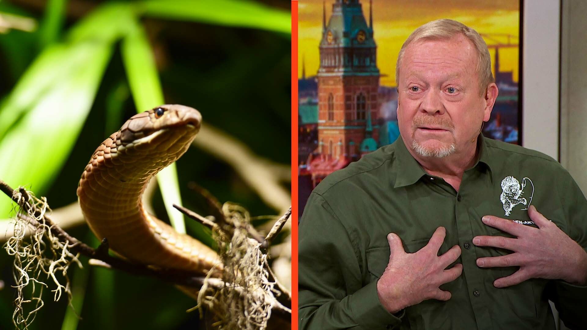 Jonas Wahlström svarar på kritiken: ”Allt är mitt ansvar”