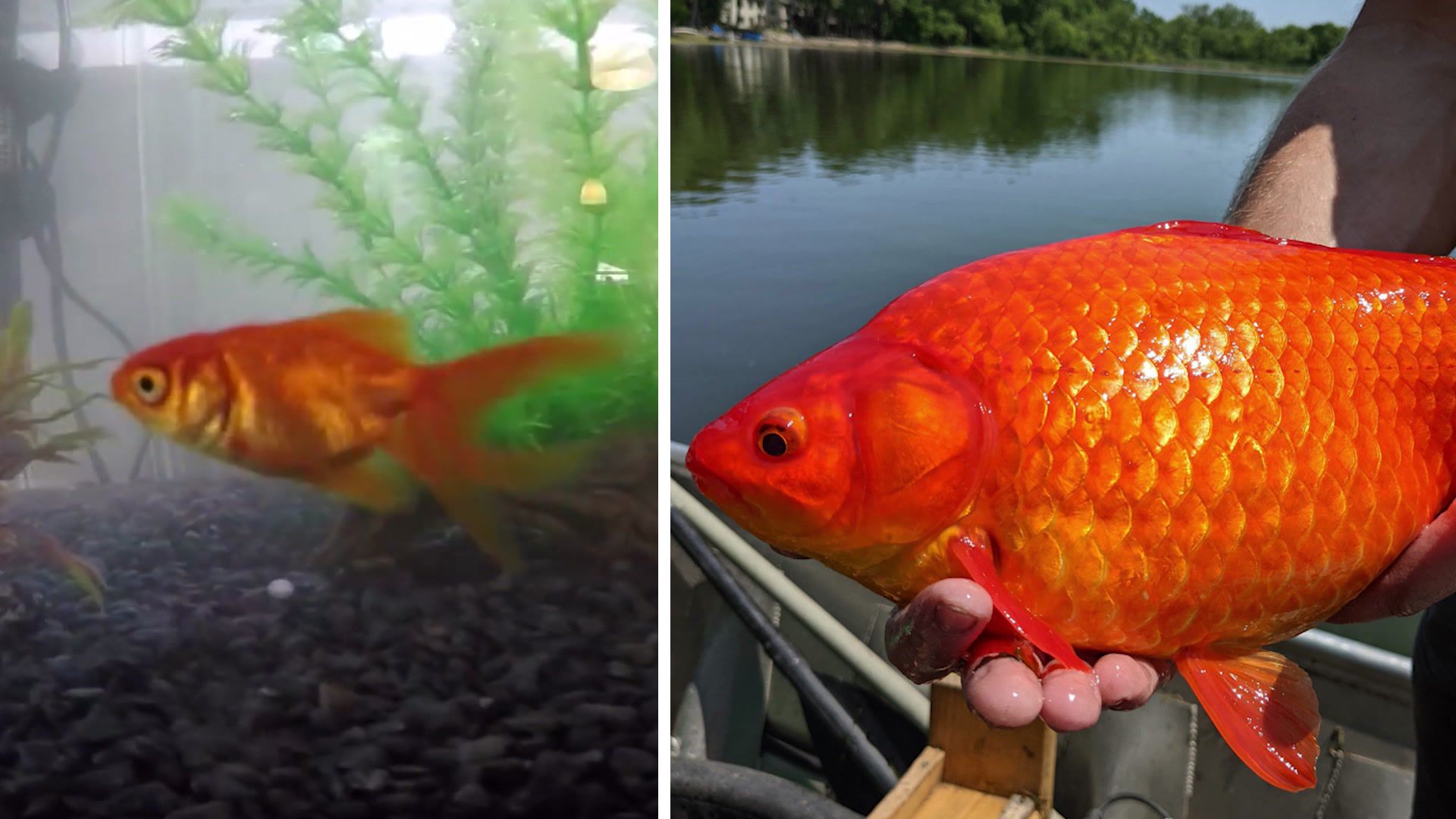 Monstruösa guldfiskar hotar ekosystem