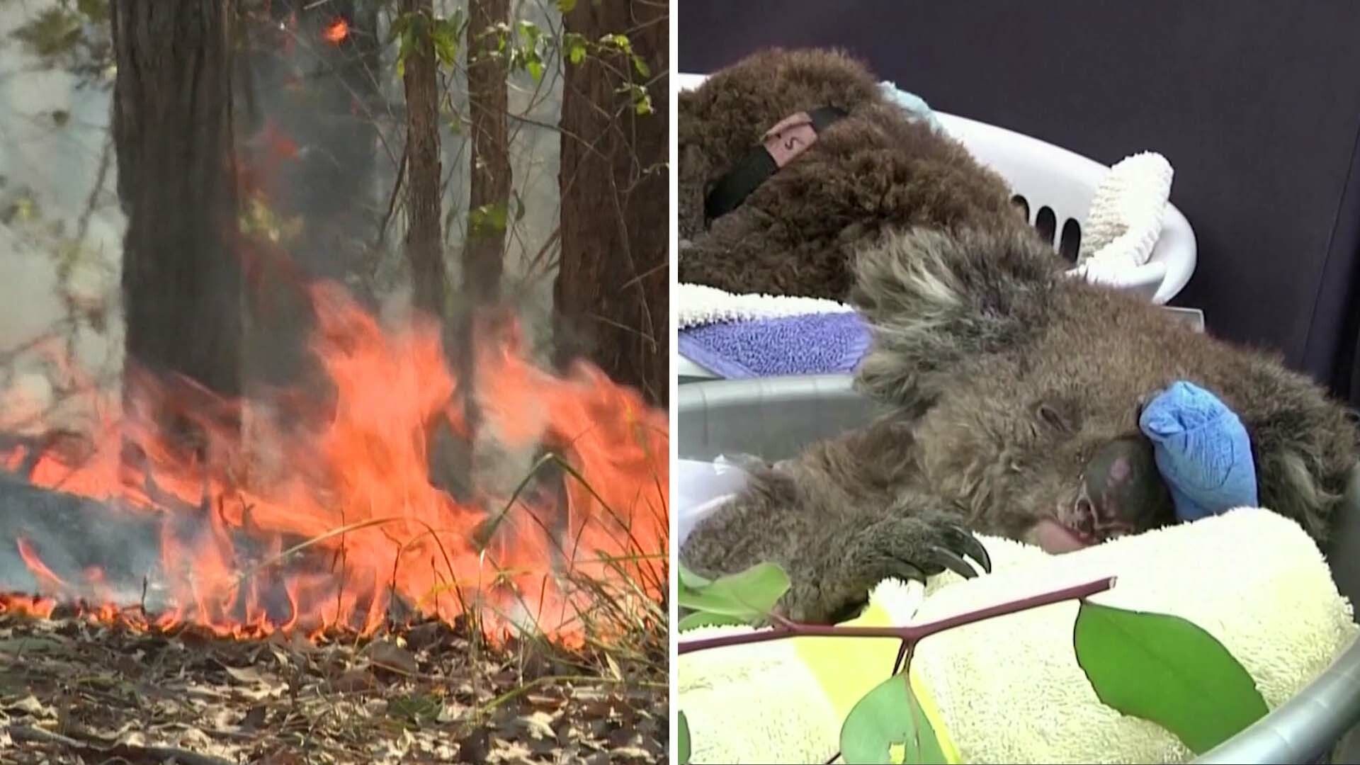 Koalan är utrotningshotad