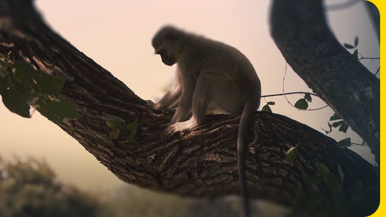 Ytterligare ett fall av apkoppor i Sverige