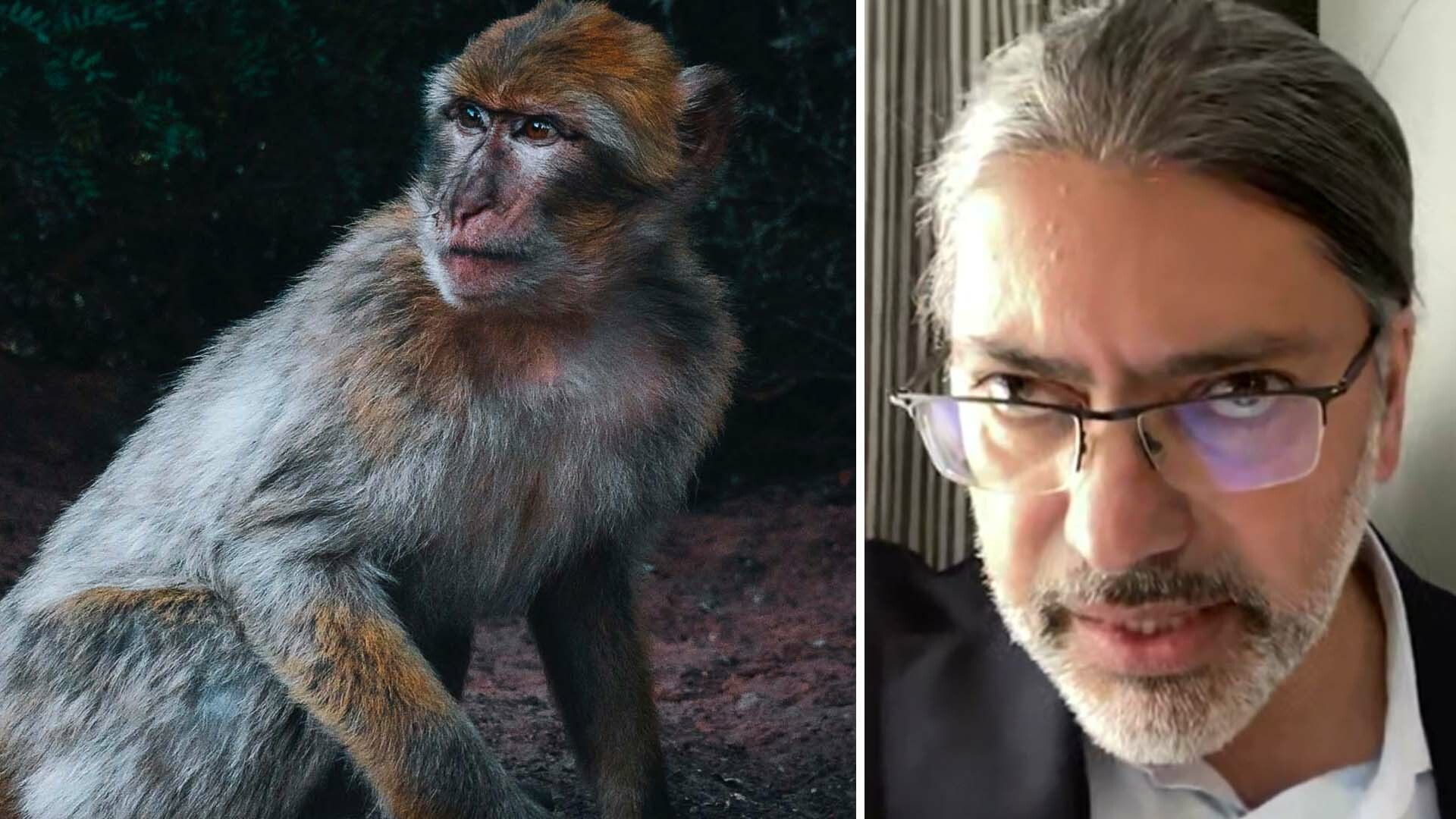 Ytterligare svenskt fall av apkoppor i Sverige