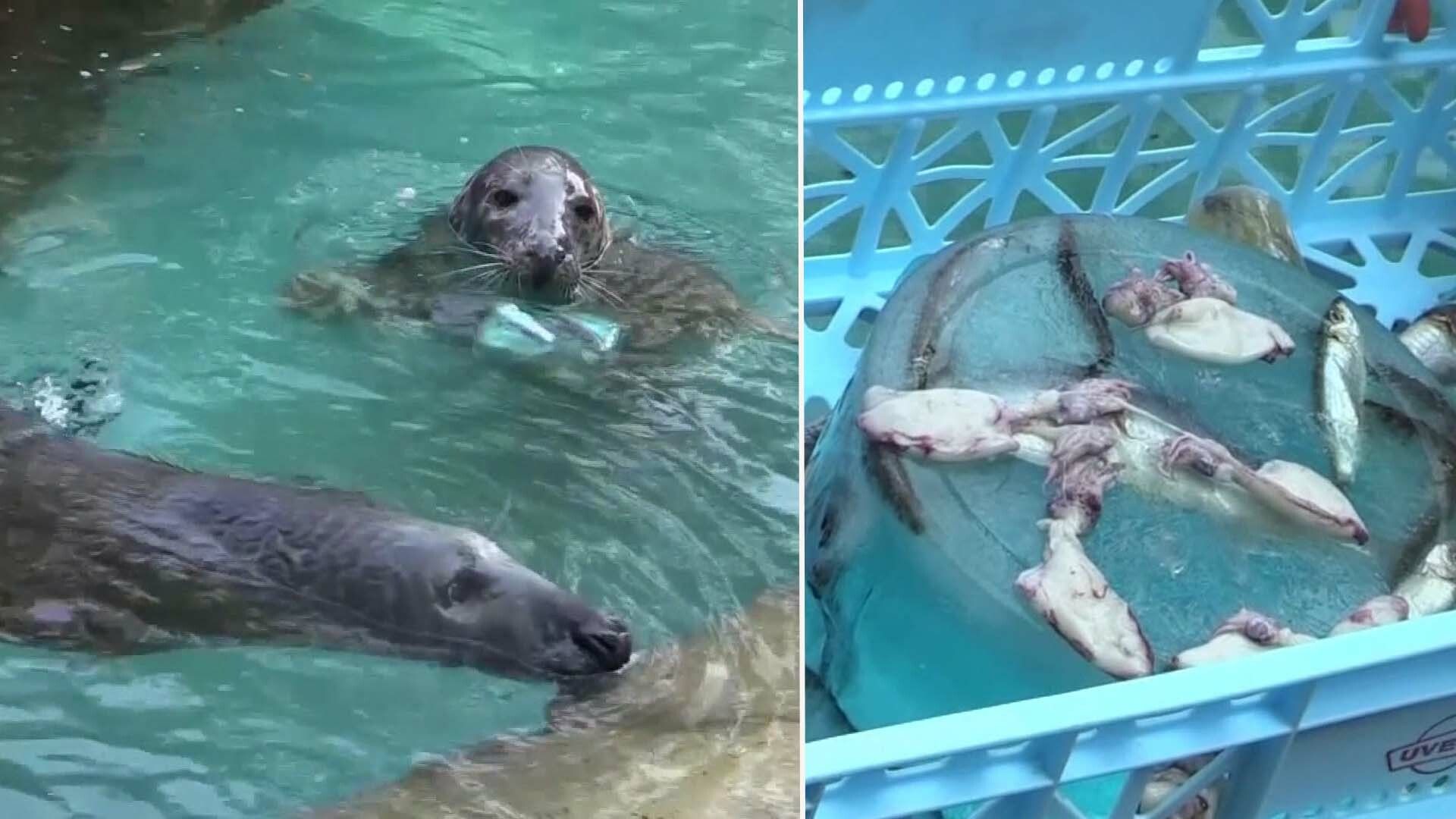 Frysta sardiner får zoo-djuren att stå ut i hettan