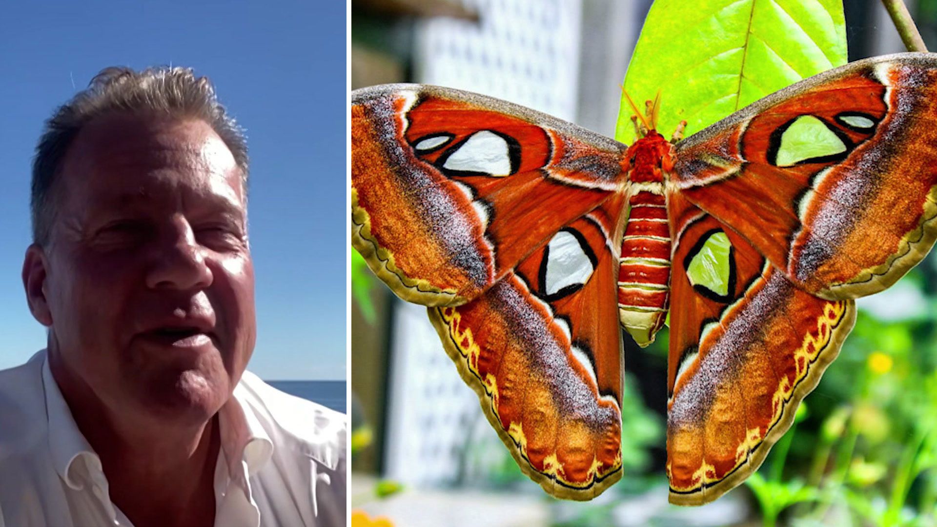 Mysteriet löst med jättefjärilen i Stockholm: "Ajabaja"