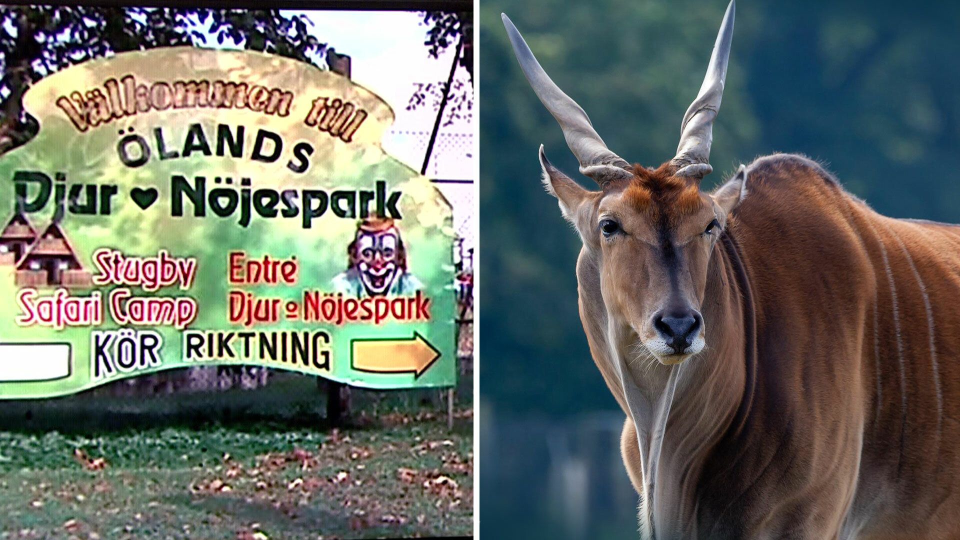 Anställd på Ölands djurpark stångades ihjäl av älgantilop