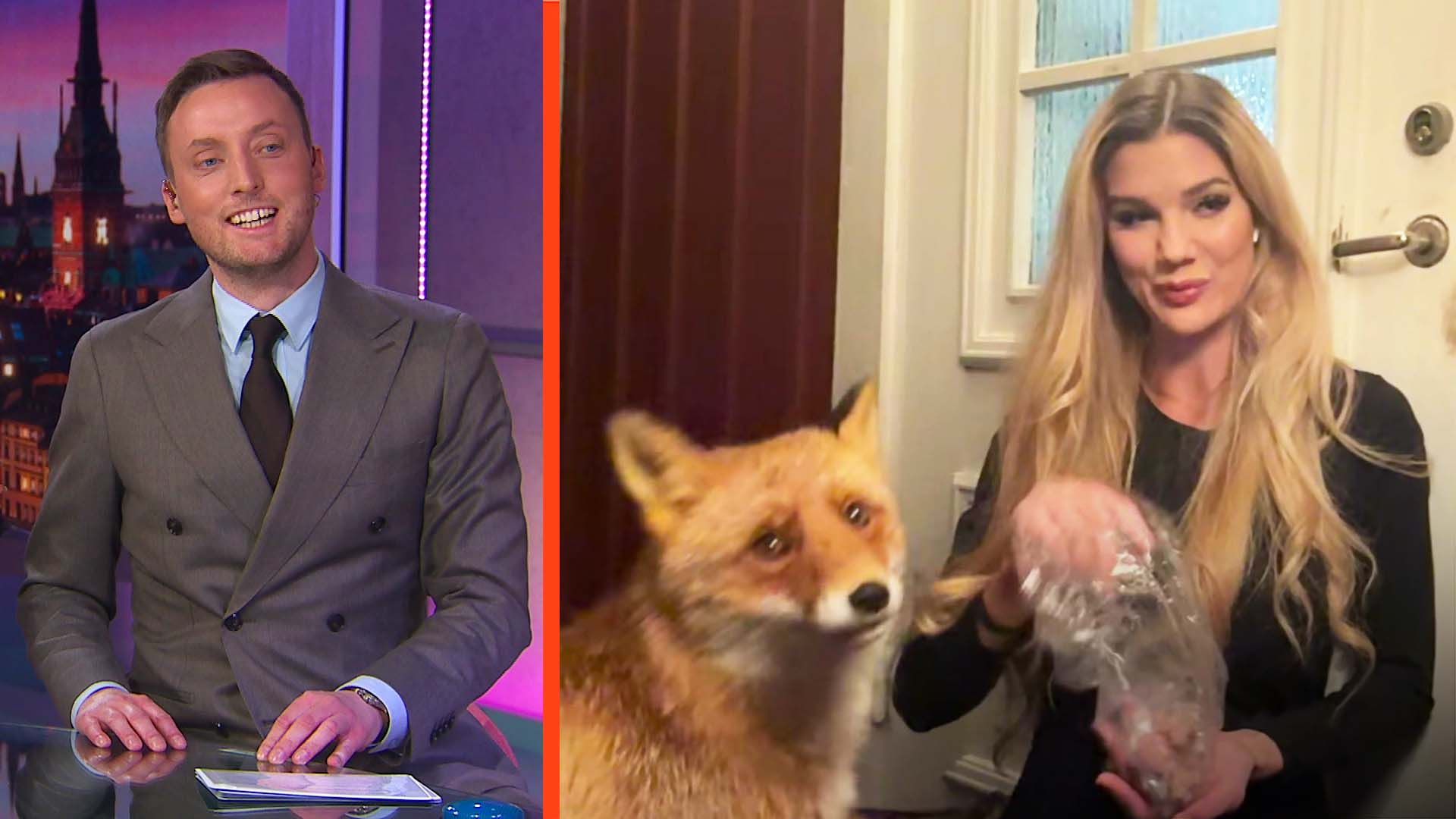 Foxmans oväntade vänskap med räven: ”Han heter Fox Foxman!”