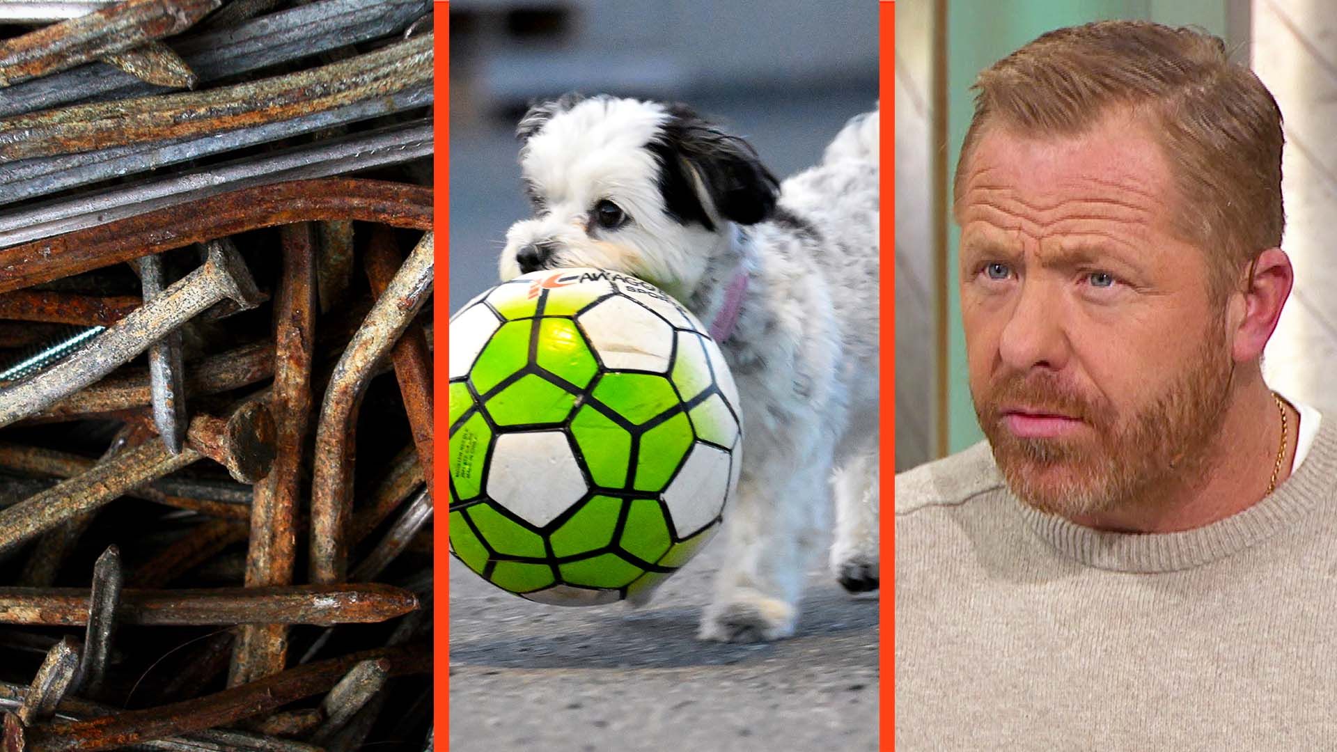 Bullar med vassa föremål sprids – så skyddar du hunden