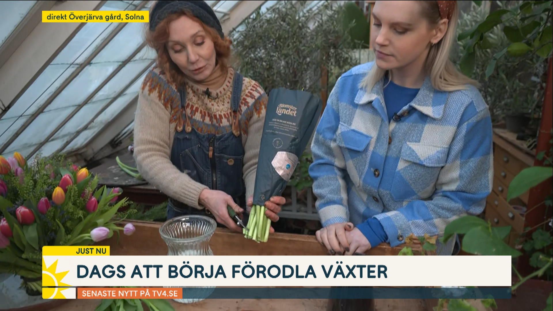 Supertipset: Gör så här med dina nyköpta tulpaner