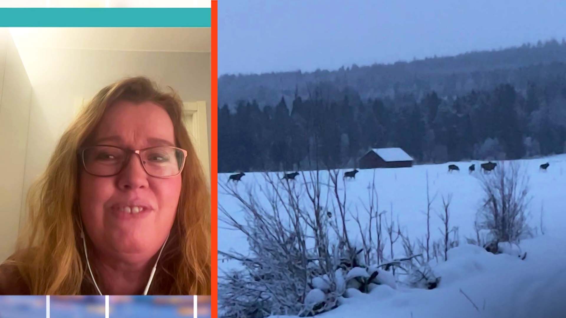 Eva mötte elva älgar på hundpromenaden: "Jättemäktigt!"