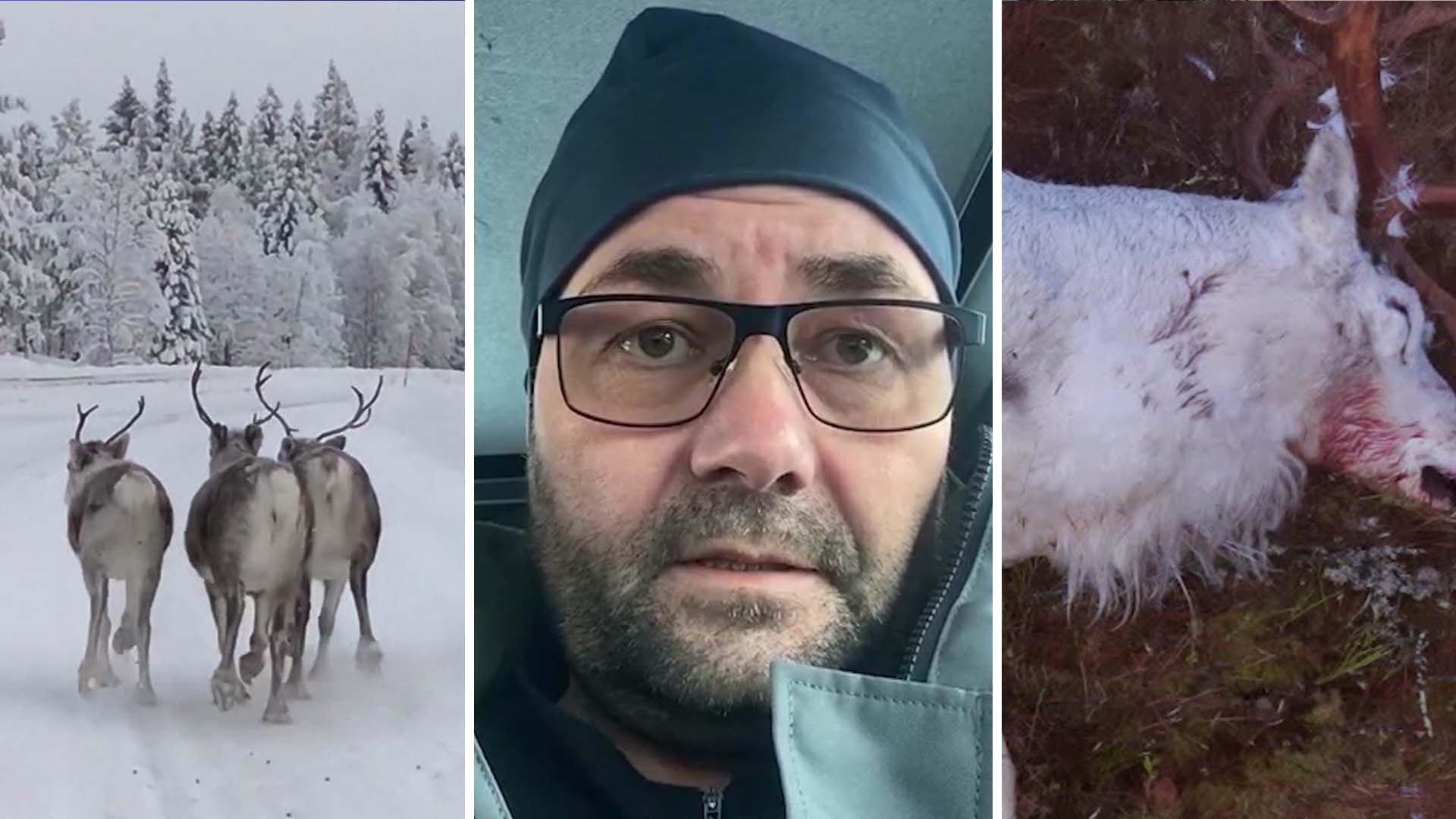 Mikaels renar attackerades: Hade man kommit levande därifrån