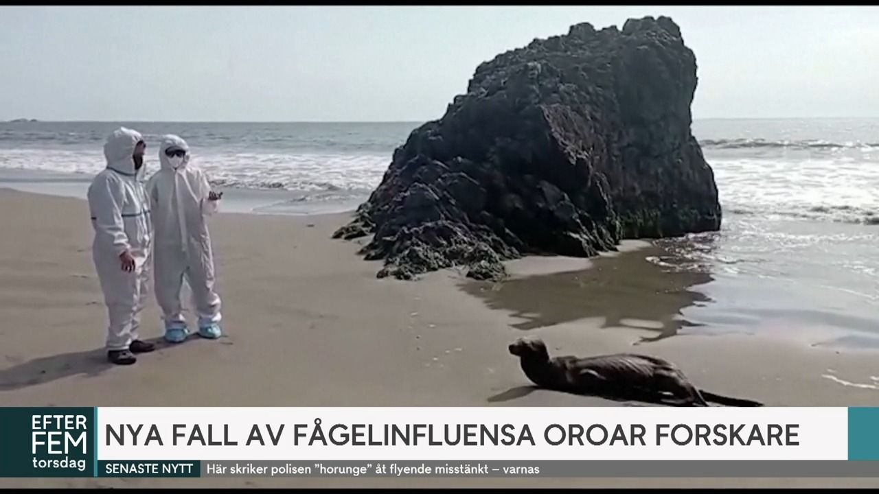 Så har fågelinfluensan spridits mellan däggdjur