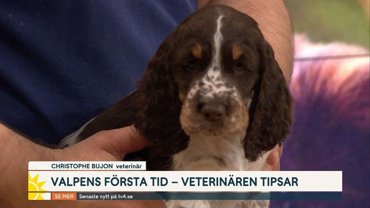 Precis köpt hundvalp? – här är allt du behöver veta