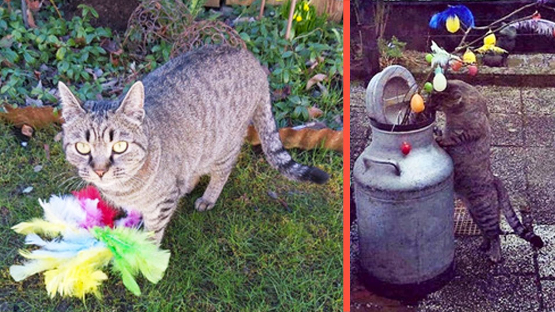 Katten Zack stjäl påskpynt från grannarna