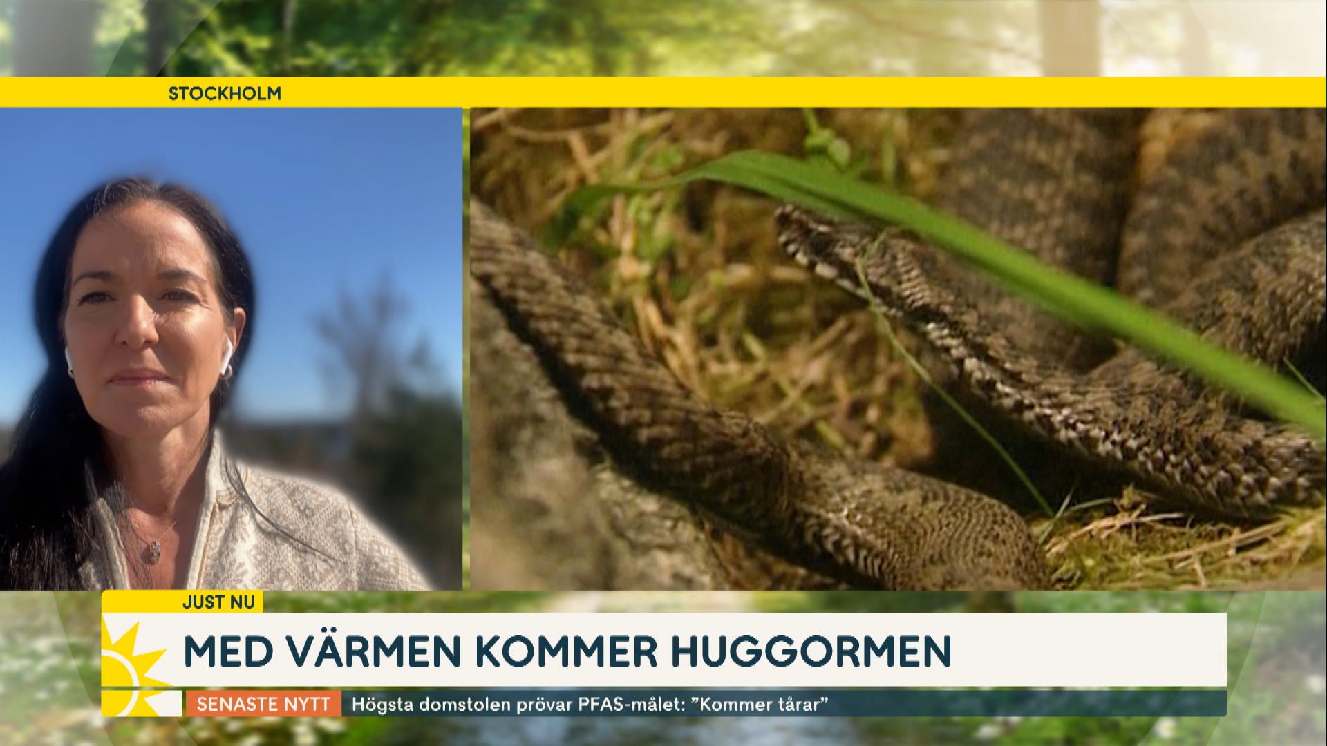Med värmen kommer huggormen – så gör du om hunden blir biten