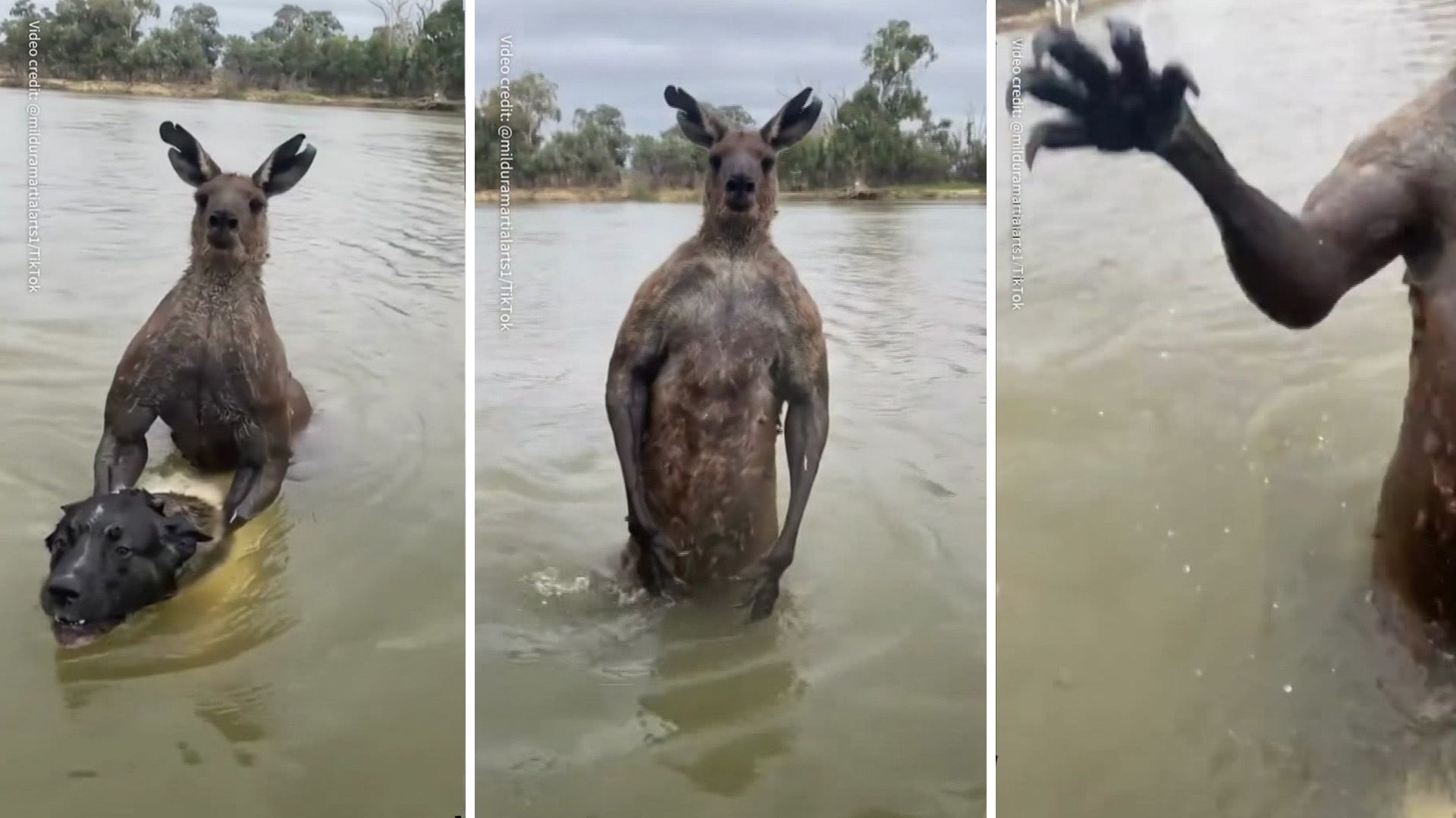 Spektakulära klippet: ”En känguru som tagit en hund till ...