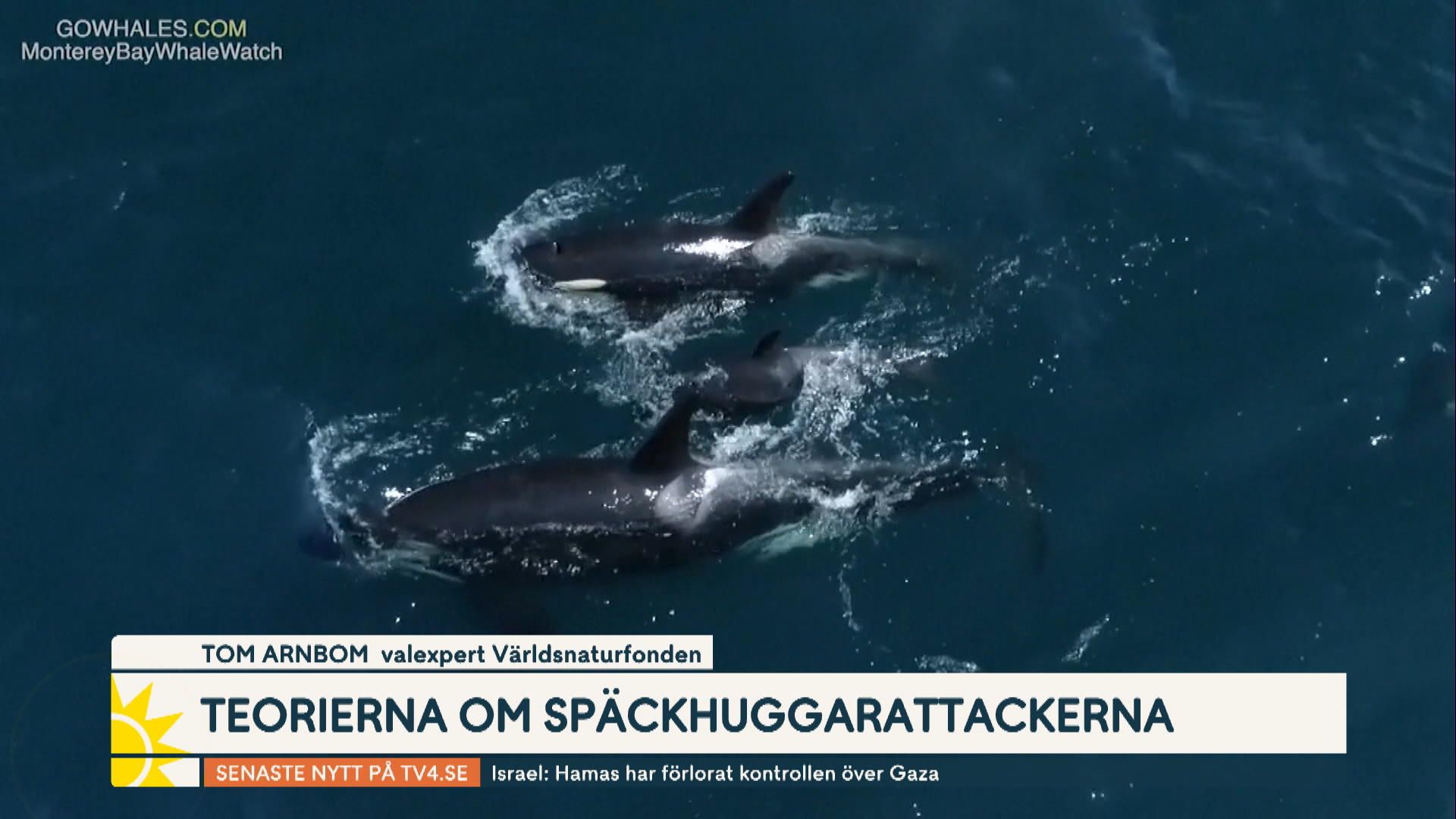 Späckhuggare sätter skräck i semesterparadiset – ”Hämnd