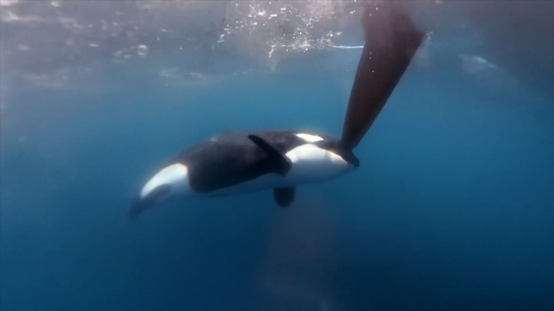 Späckhuggare som attackerar båtar gäckar experter: ”Hämnd...