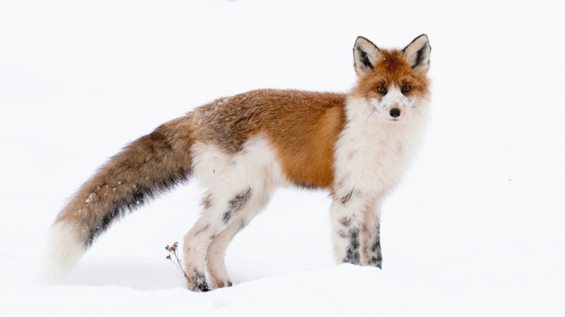 Lotta fotade flerfärgad och unik räv i Pajala
