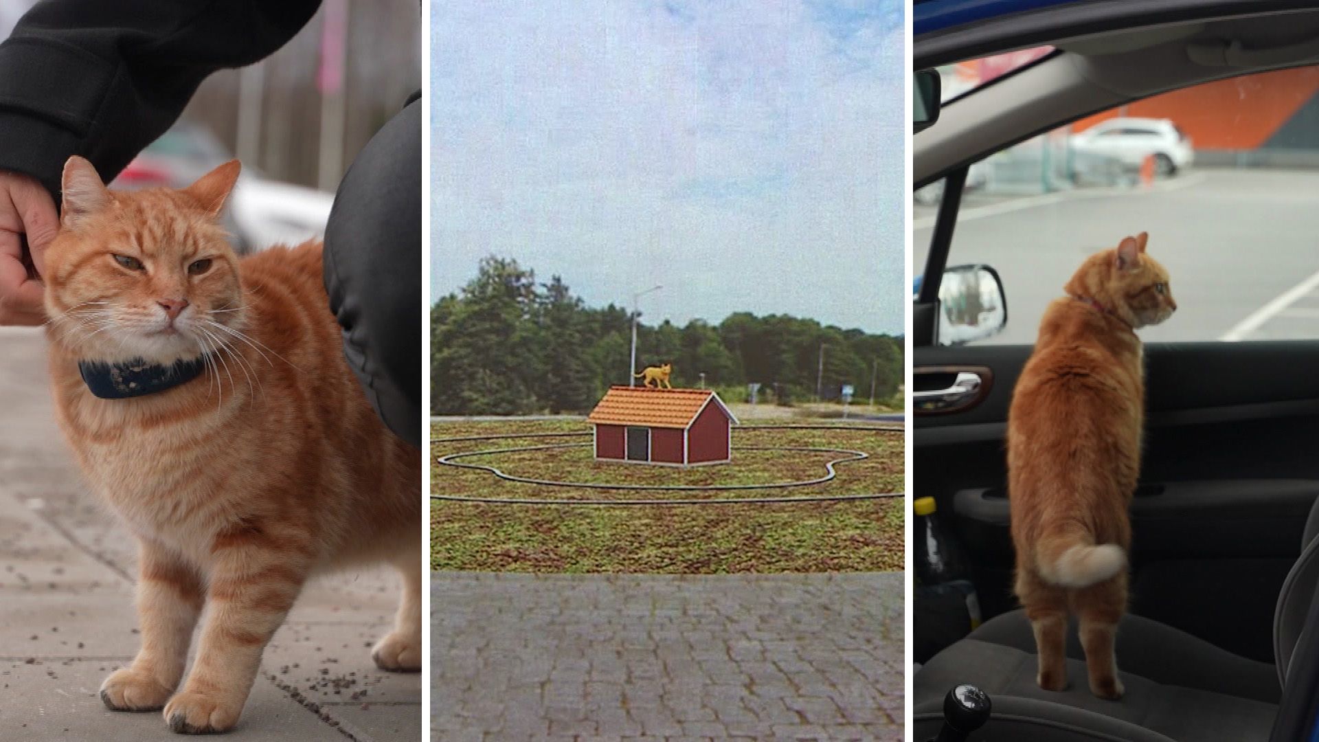 Katten Luffar-Lasse får egen rondell: ”Han är en go kille”