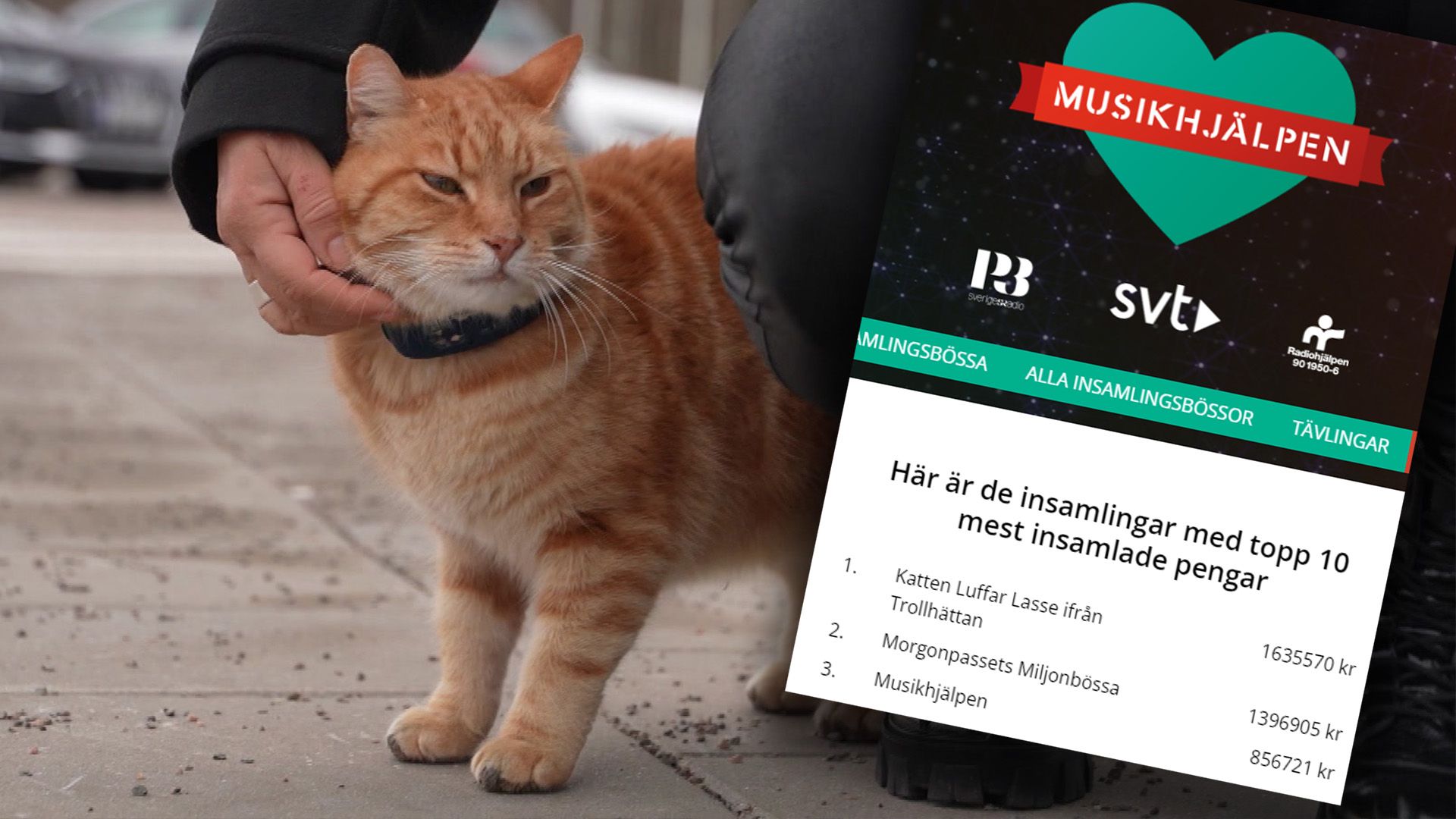 Katten Luffar-Lasses succé – har samlat in nästan två mil...