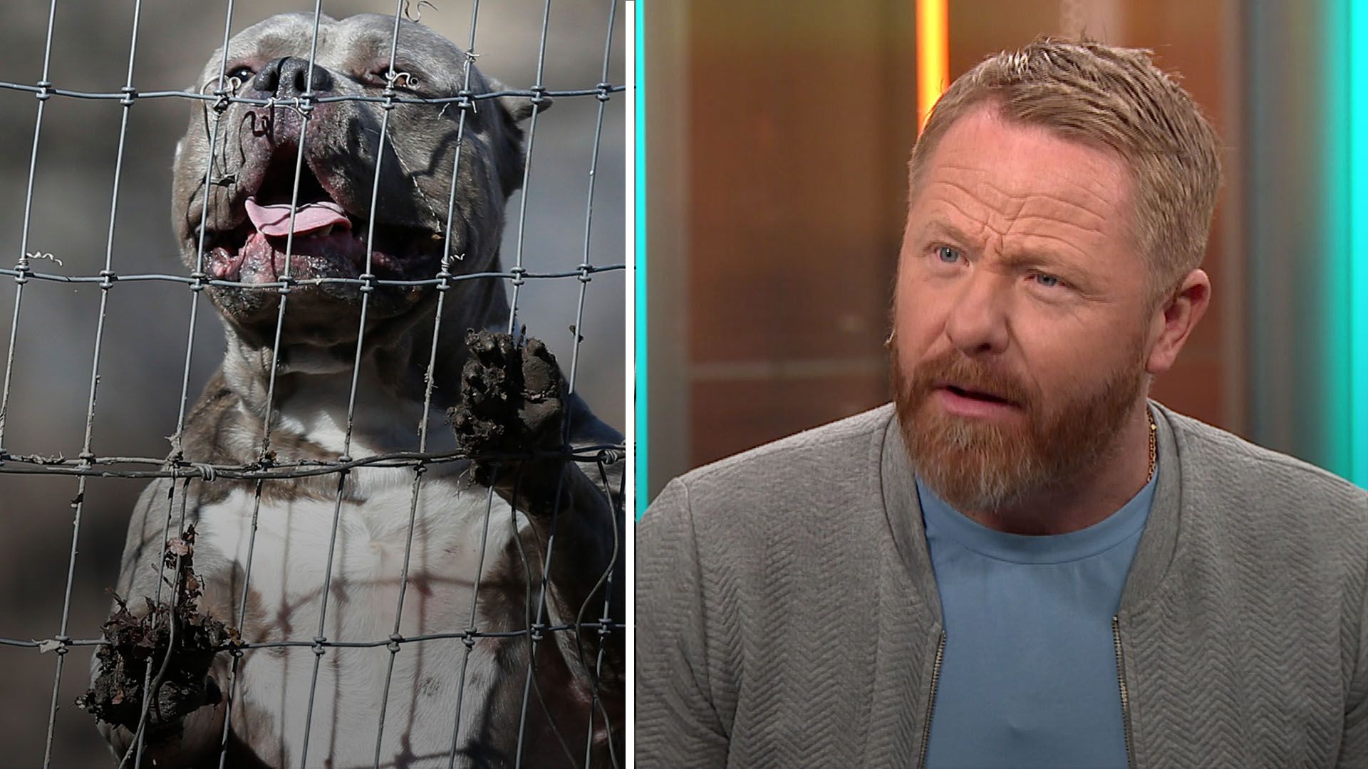 Hundattacker har ökat: "Det här är hundar som inte ska fi...