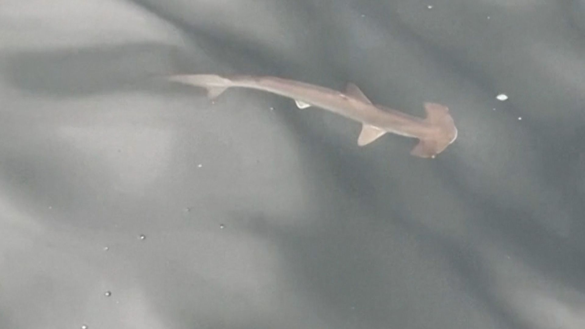 Hammarhaj-dagis upptäckt i Galápagos