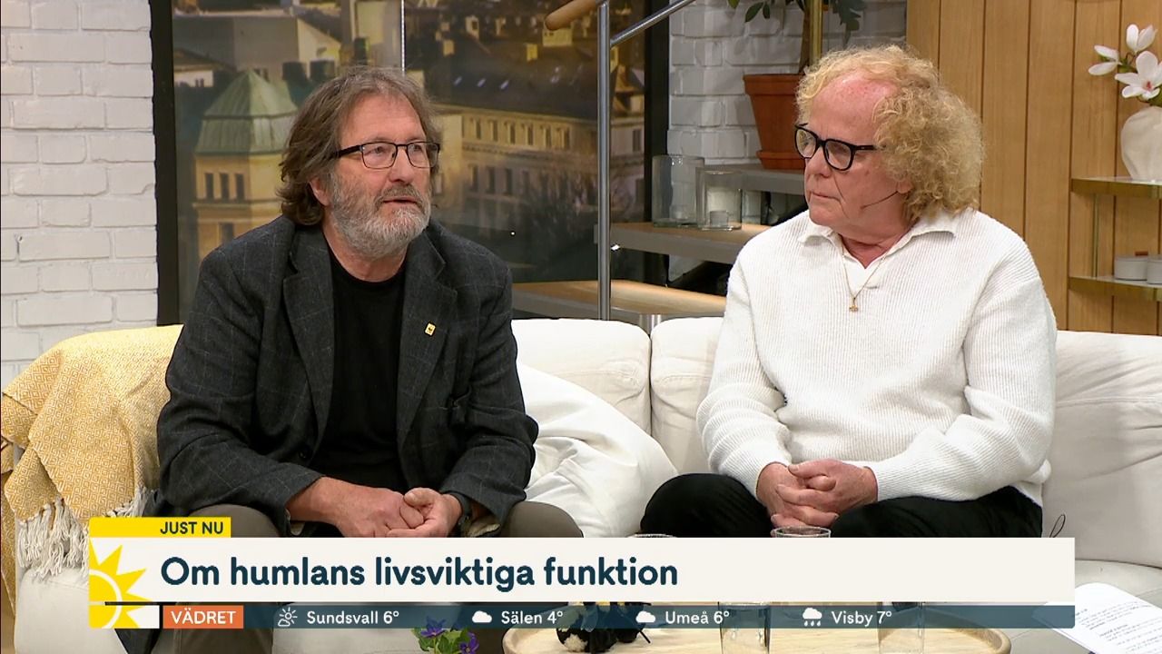Humlans livsviktiga funktion – så matar du dem