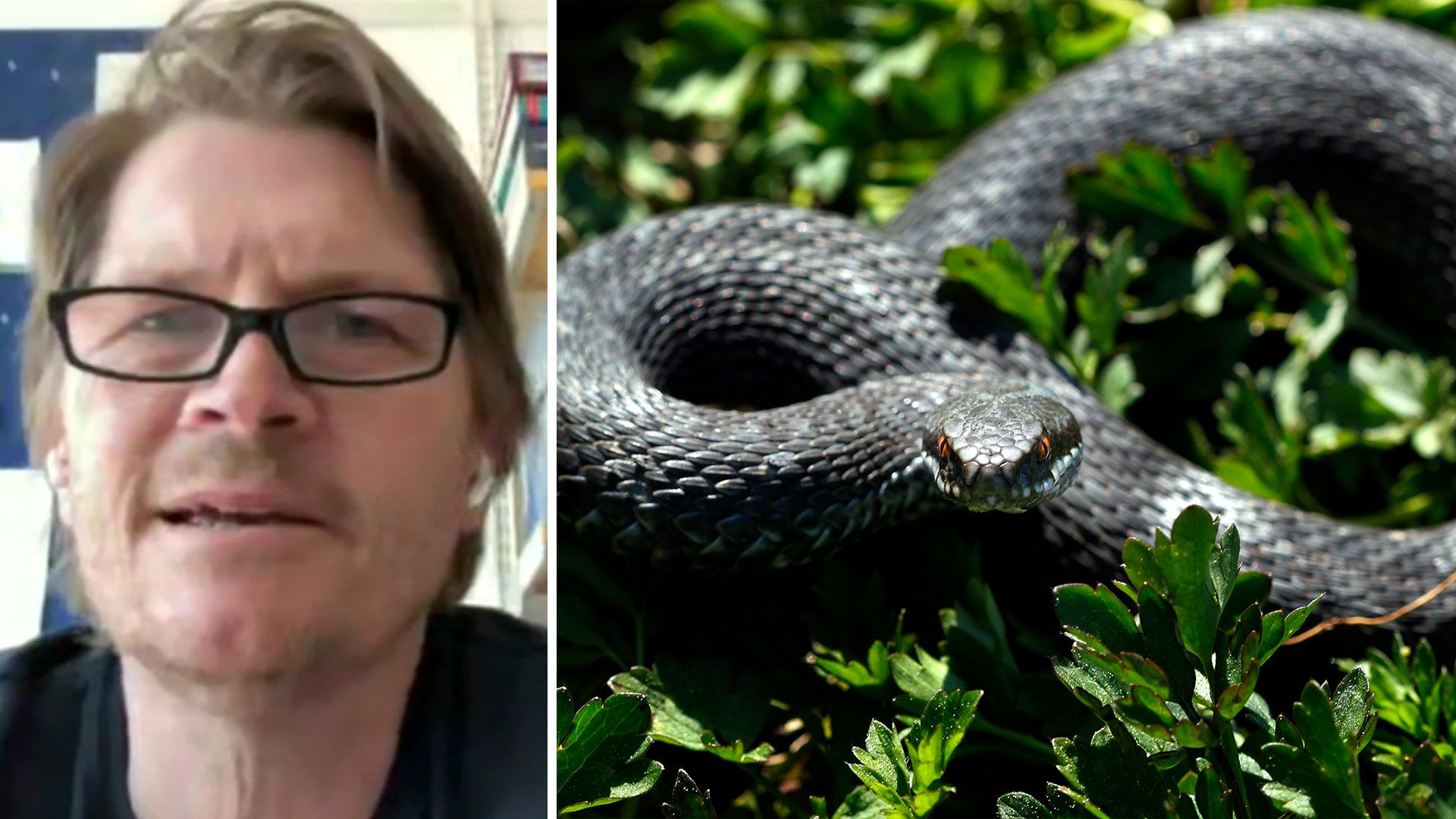 Så ska du göra om du blir biten av en huggorm: ”Sug inte ...