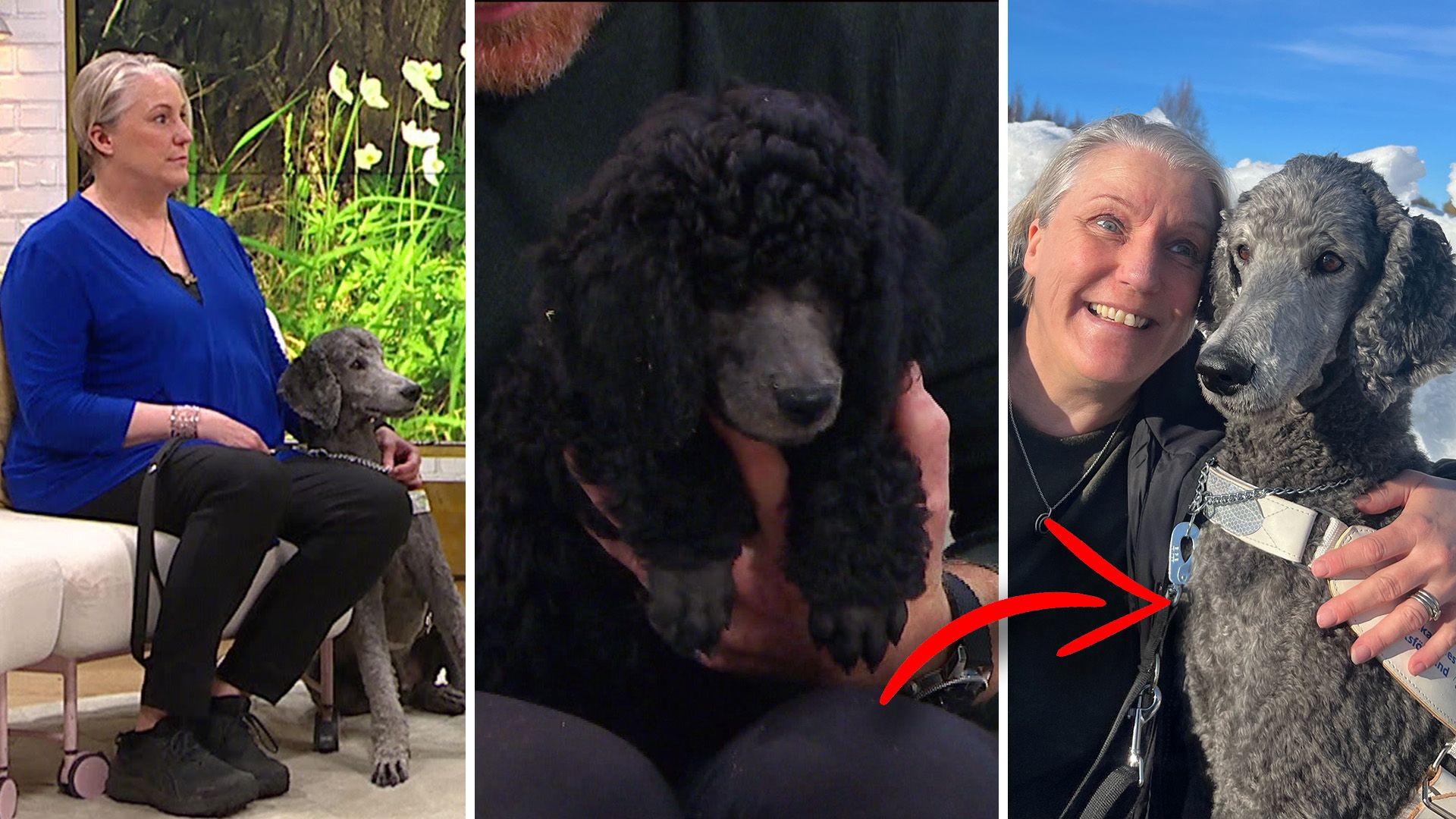 Fyran har blivit ledarhund åt Lena: ”Han ger mig världen”