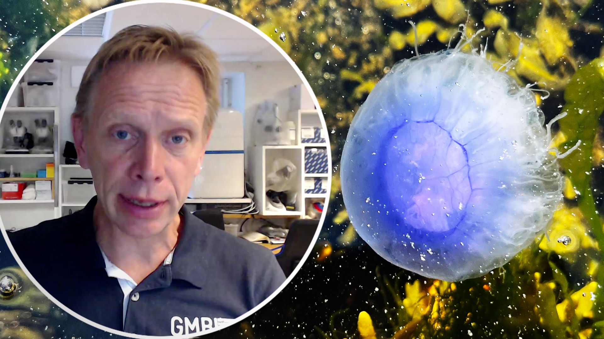 Blå brännmaneter sprider sig på västkusten