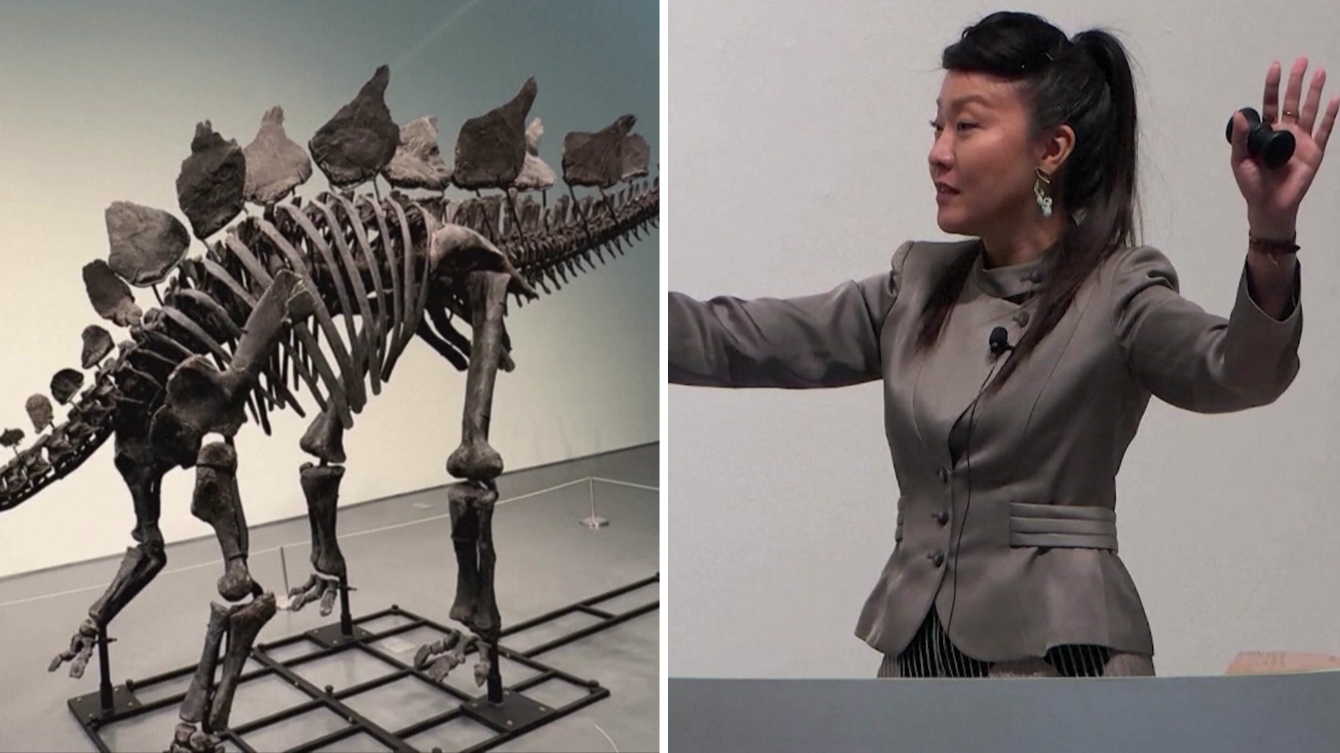 Stegosaurus-skelett såld för 470 miljoner
