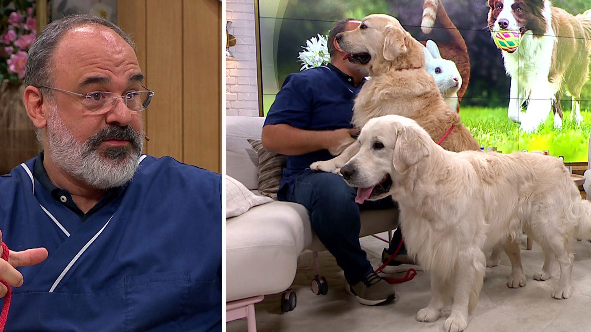 Så behandlar du hundens eksem och utslag