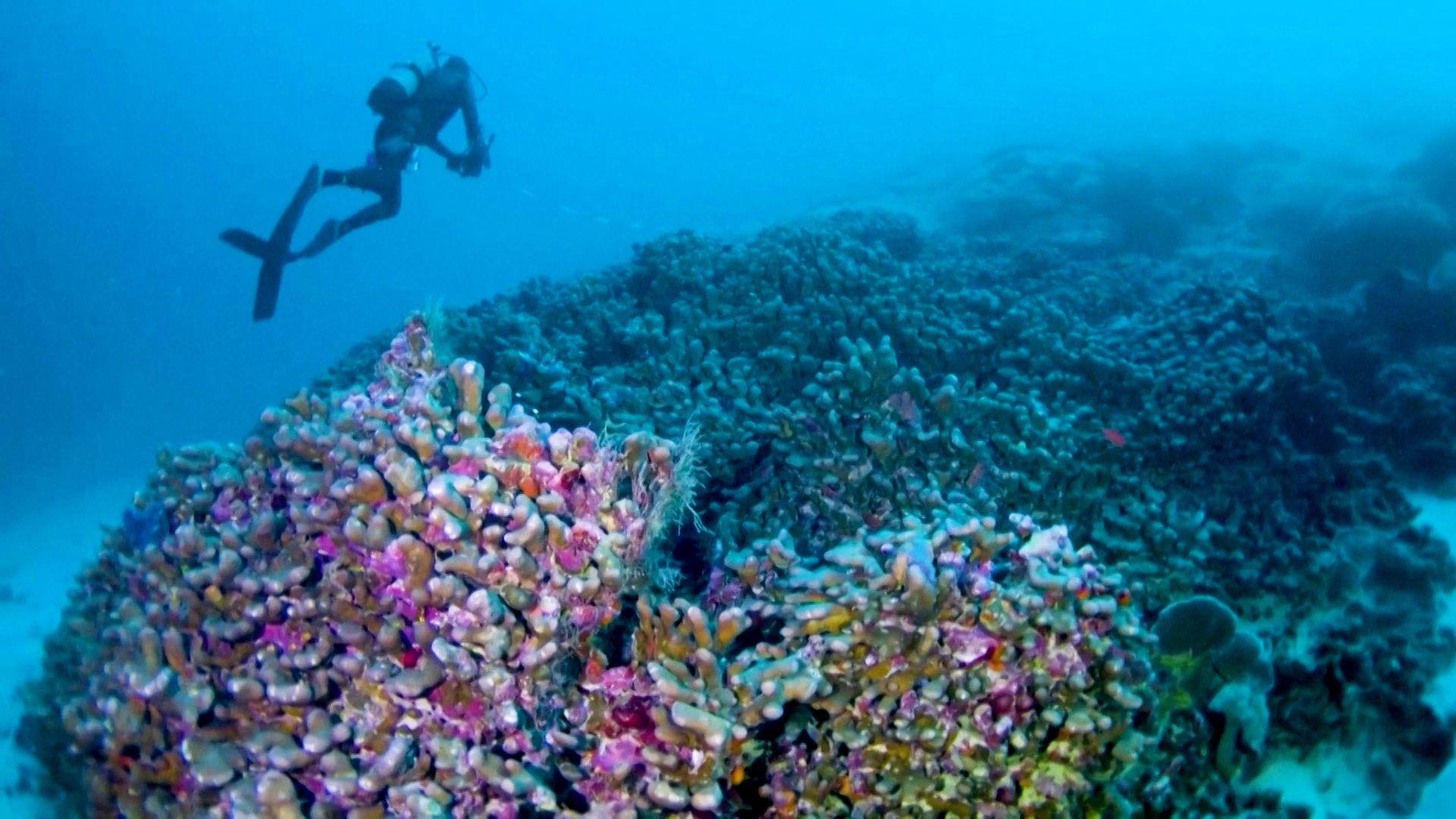 Här hittas världens största korall – upptäcktes av slump