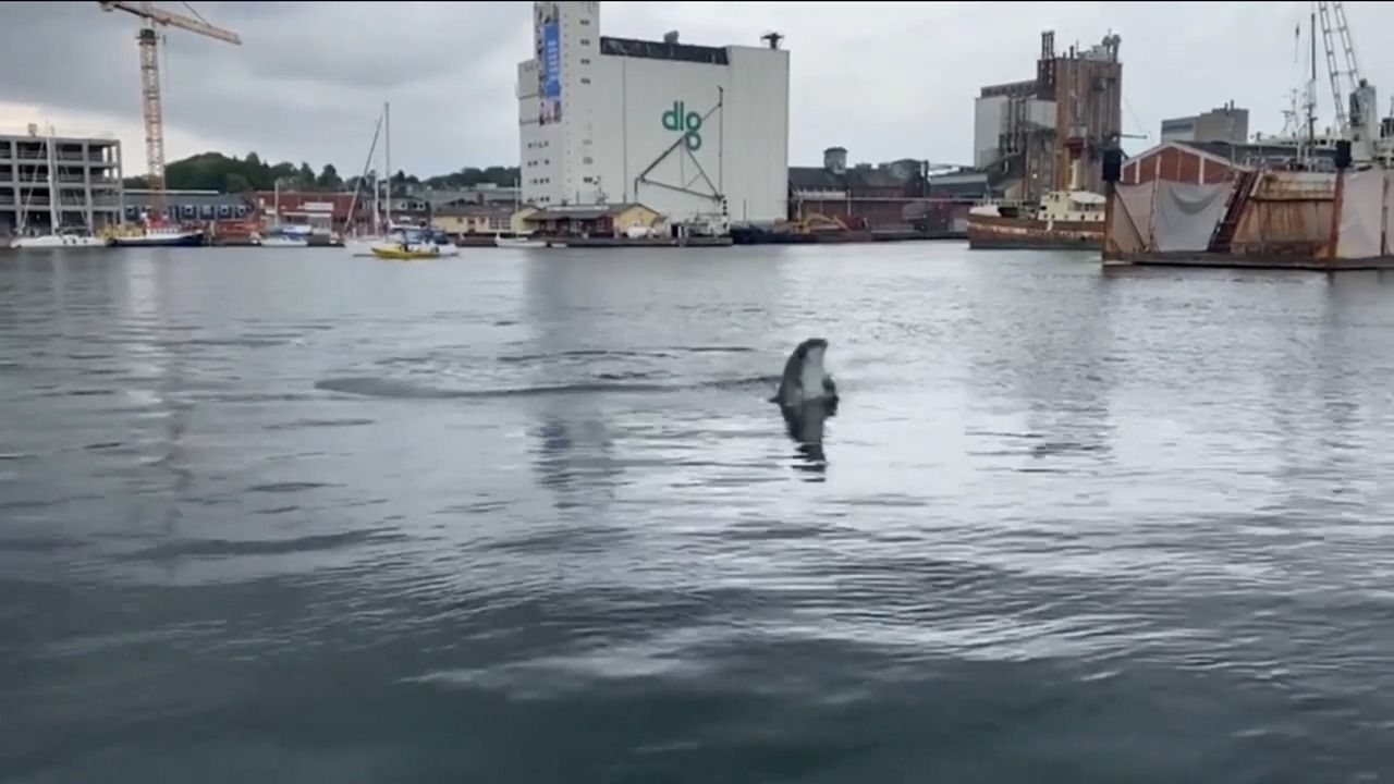 Danska delfinen Delfinen ”Delle”
