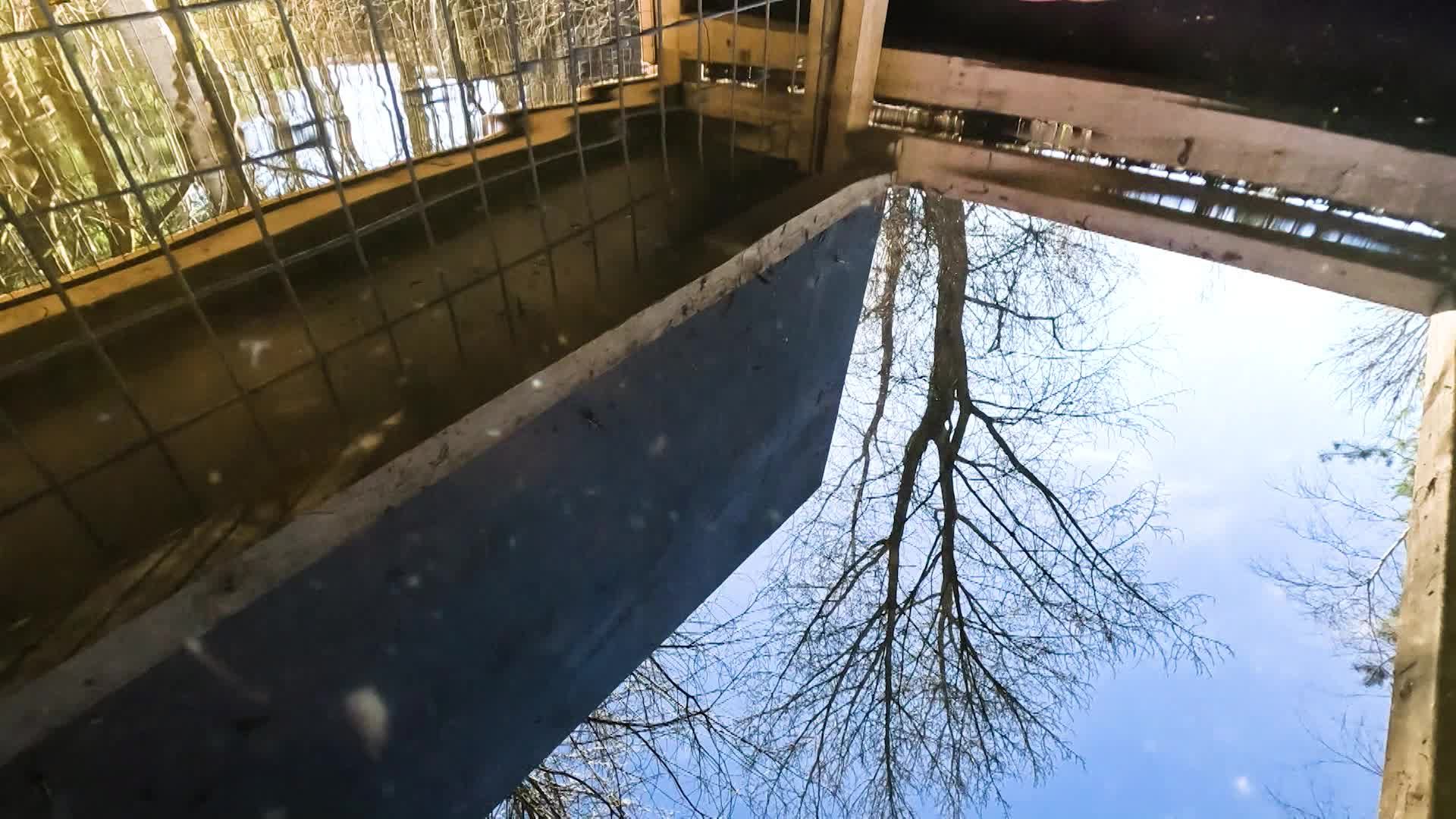 Kommun släppte ut guldfiskar - nu hotas värdefull å